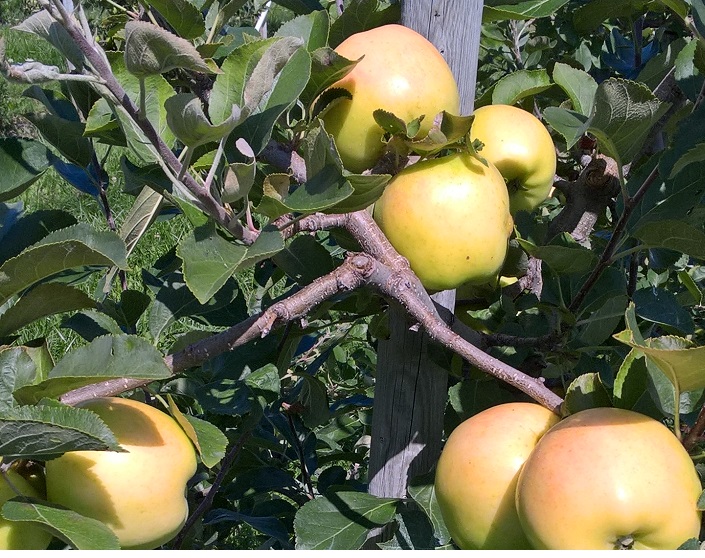 Ginger Gold and Silken available at store only.Pieter's Appleyard